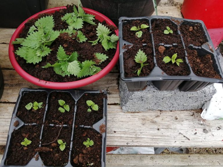 Corncrake Ecology - Corncrake LIFE