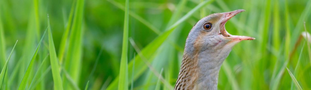 Home - Corncrake LIFE